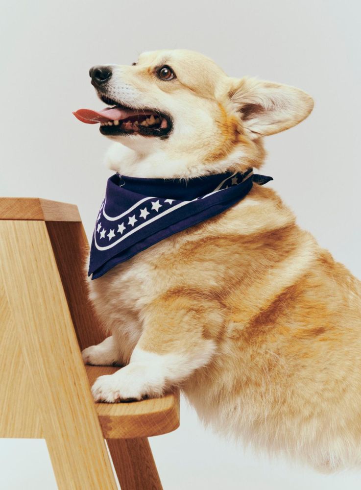 HAY Dogs Hondensjaal (Recycled) | HAY.nl