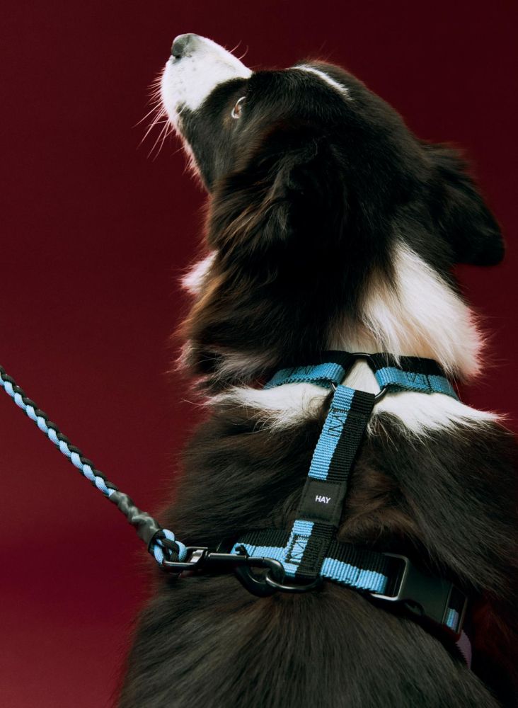 HAY Dogs Harness | HAY.nl